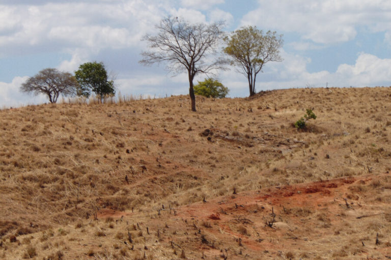 Seca e ação humana podem alterar fisionomia da Caatinga | Eco Nordeste