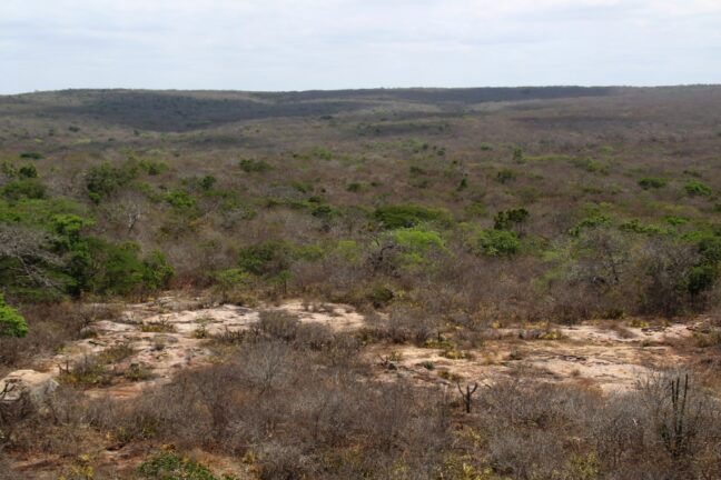 Caatinga e Semiárido | Eco Nordeste