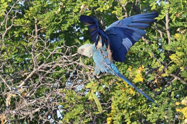 Reintrodução de ararinhas-azuis reacende esperanças | Eco Nordeste